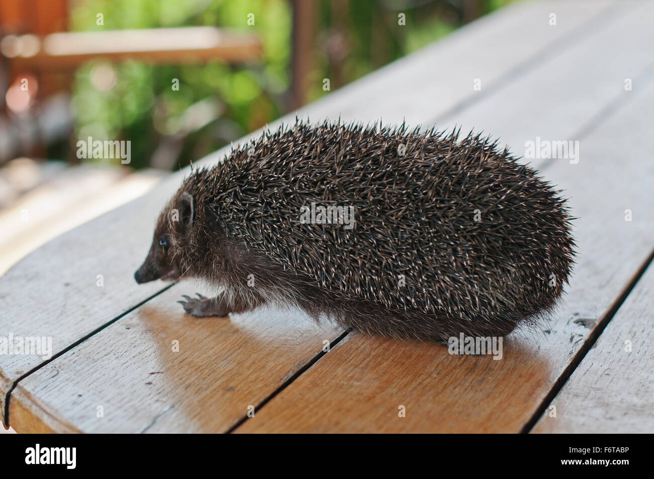 hedgehog on the wooden table Stock Photo - Alamy