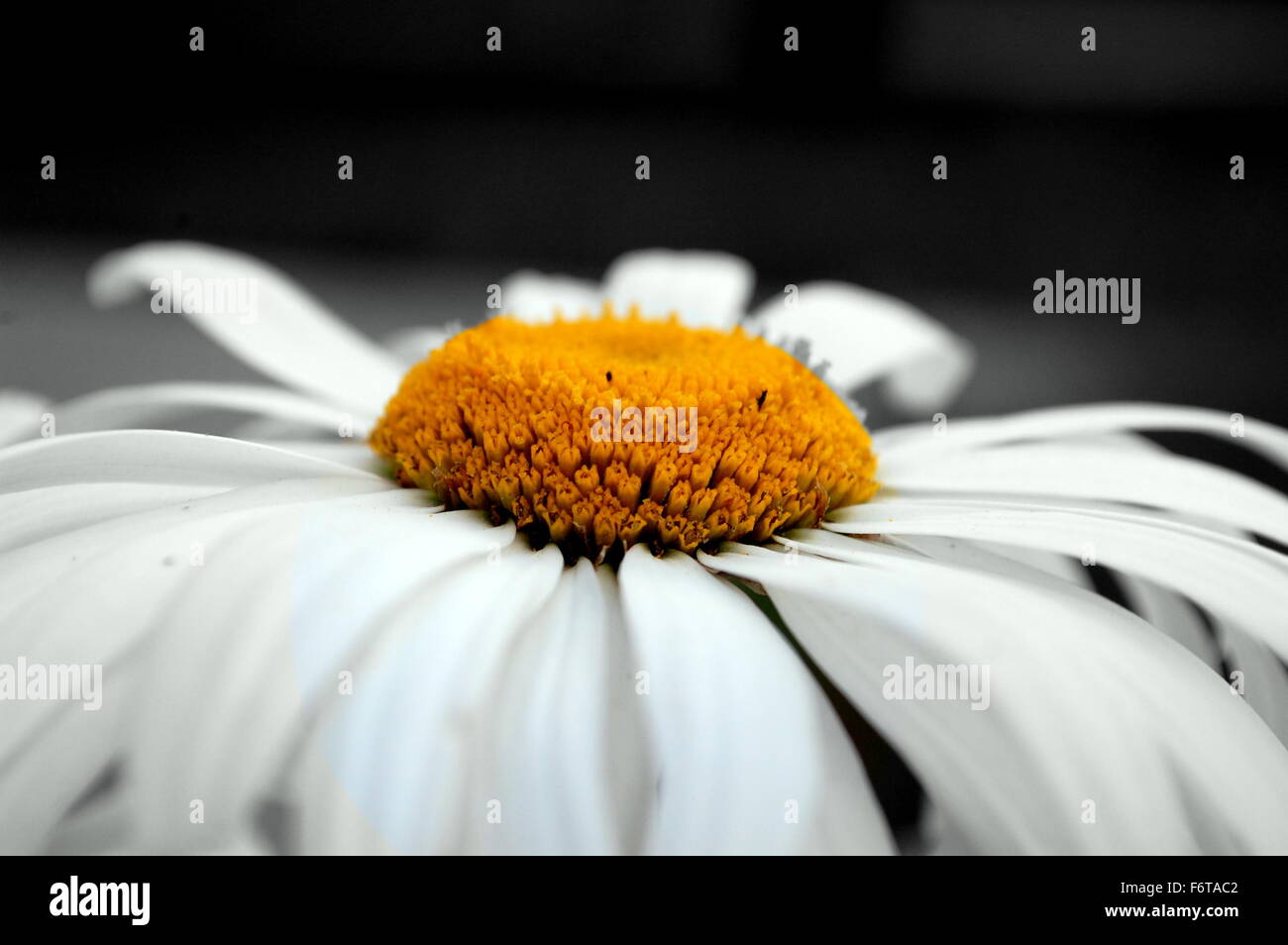 Chamomile flower. core color Stock Photo - Alamy