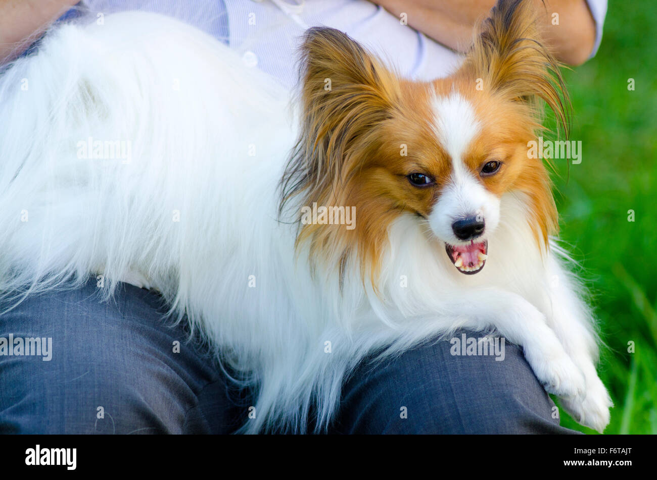 A small white and red papillon dog (aka Continental toy spaniel ...