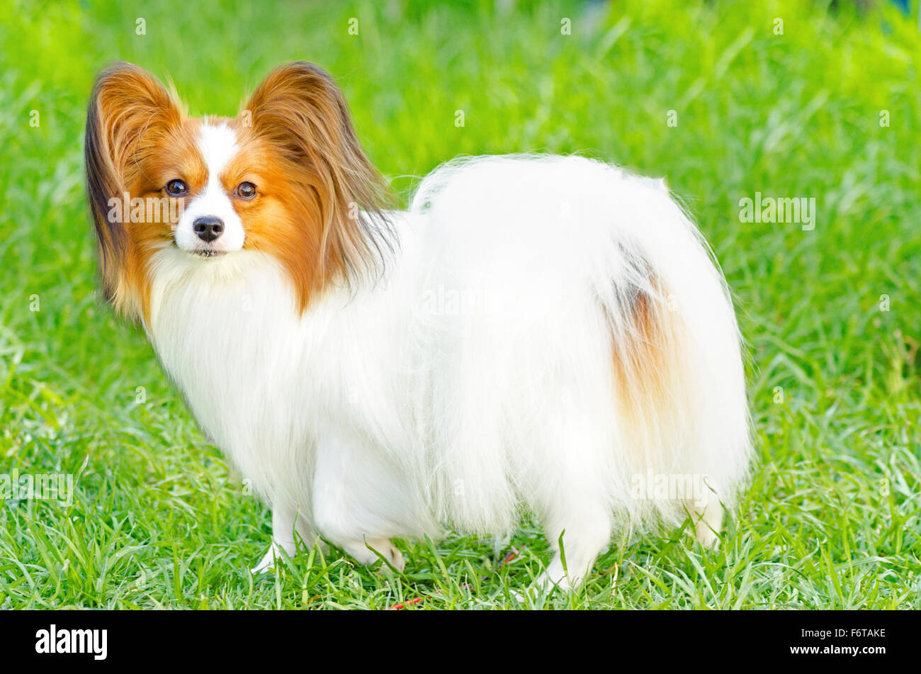 Are Papillons Friendly