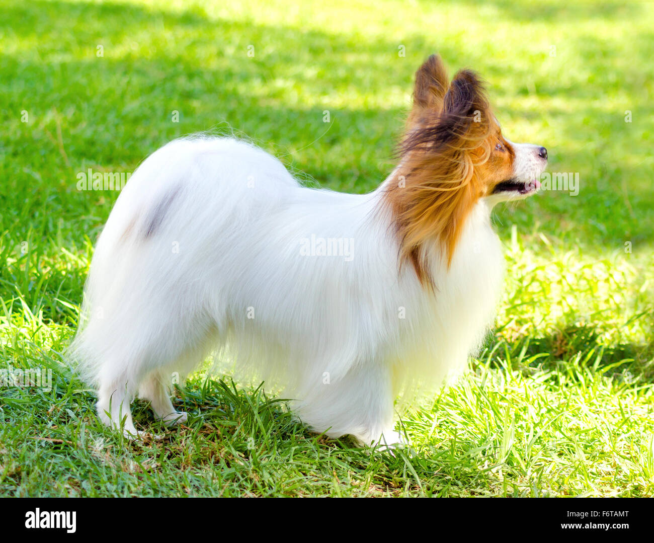 A small white and red papillon dog (aka Continental toy spaniel ...