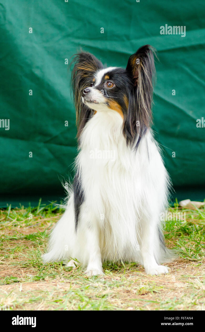 Black Papillon Dog