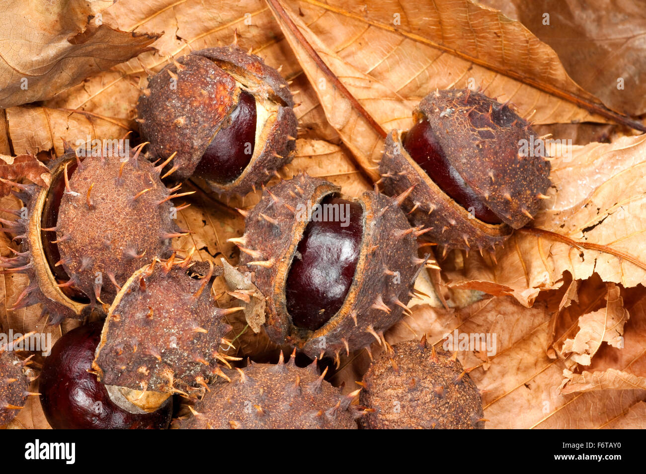Horse chesnuts hi-res stock photography and images - Alamy