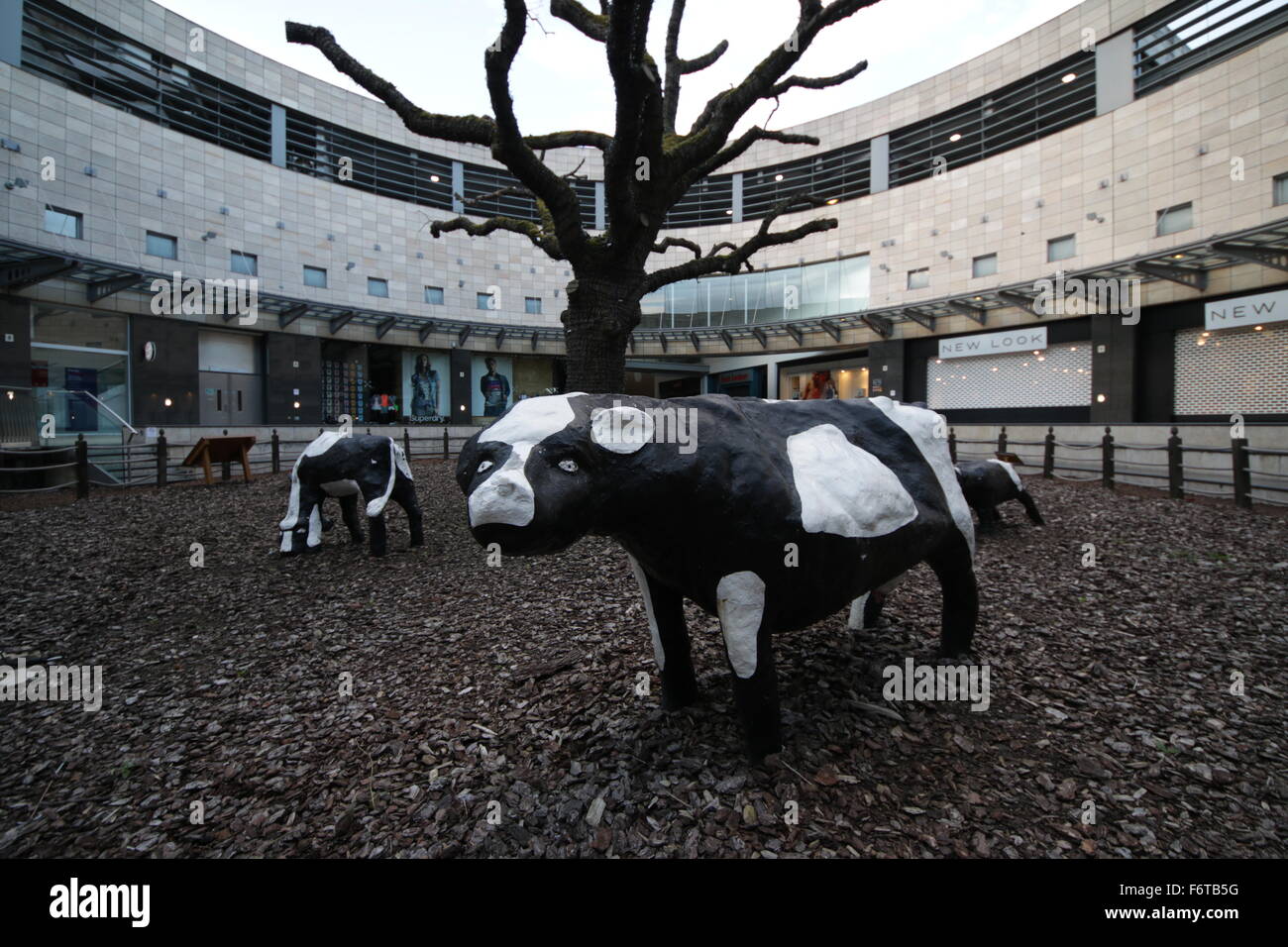 Concrete Cows Milton Keynes Stock Photo - Alamy