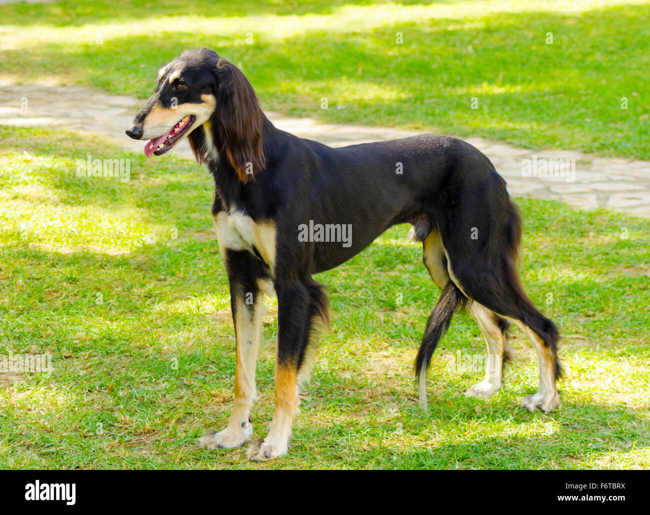 A side view of a healthy beautiful grizzle, black and tan, Saluki ...