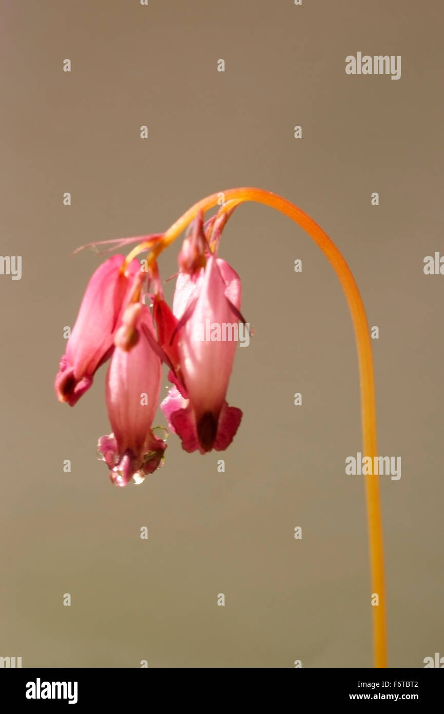 Fringed bleeding heart hi-res stock photography and images - Alamy