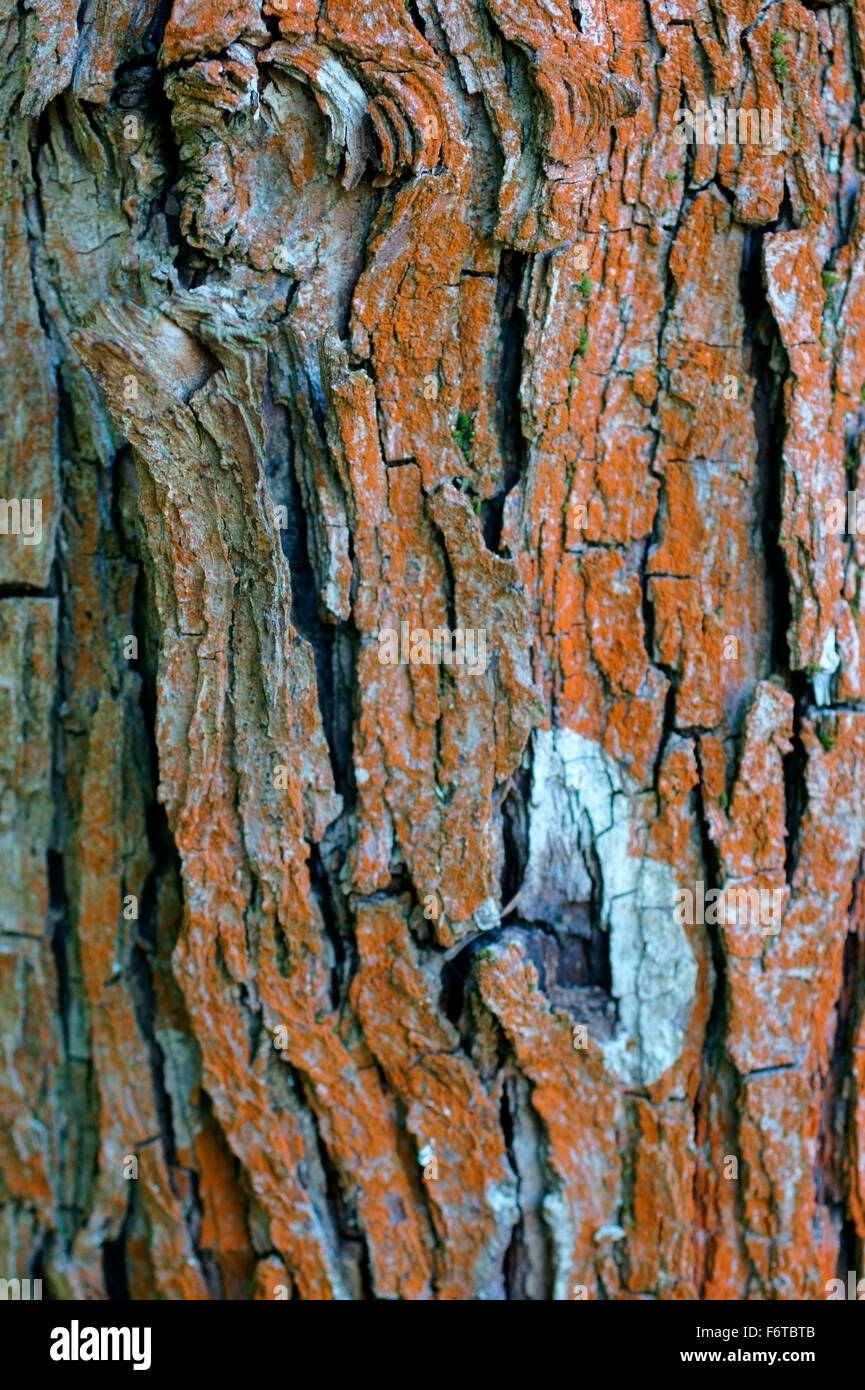 Tree bark background Stock Photo - Alamy