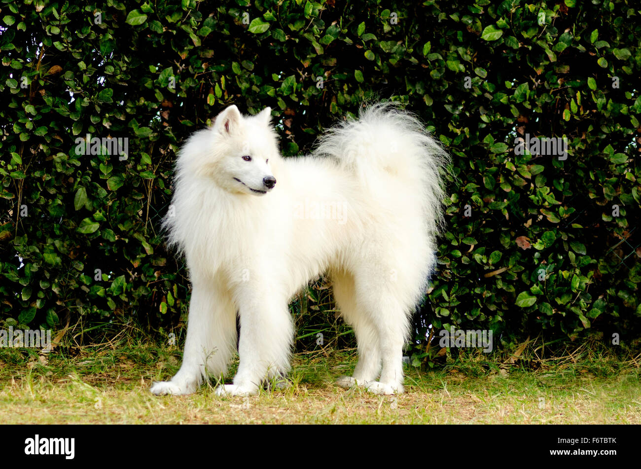 A young beautiful white fluffy Samoyed dog standing on the grass. The ...