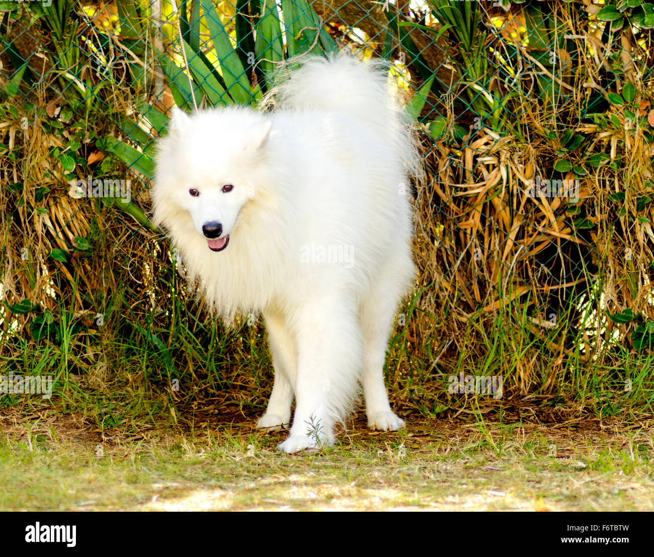 A young beautiful white fluffy Samoyed dog standing on the grass. The ...