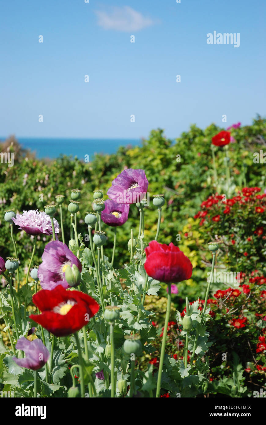 Poppies scarlet and purple poppies, the sea in the background Stock ...