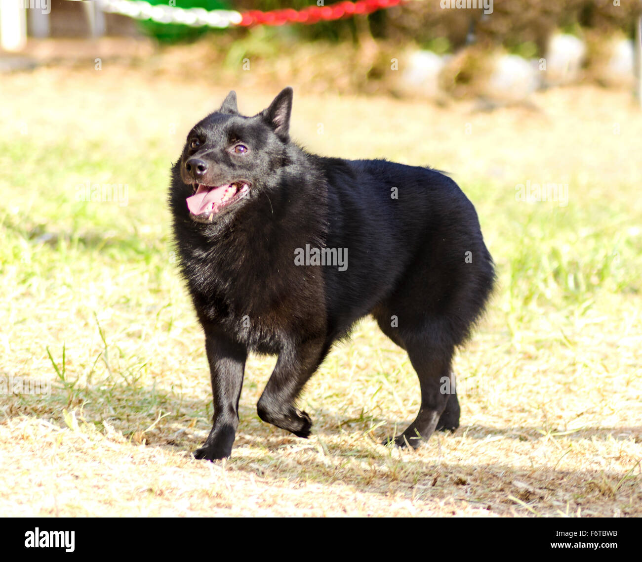 A young, healthy, beautiful, black Schipperke dog standing on the grass ...