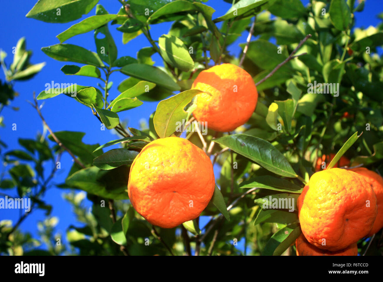 Three mandarin hi-res stock photography and images - Alamy