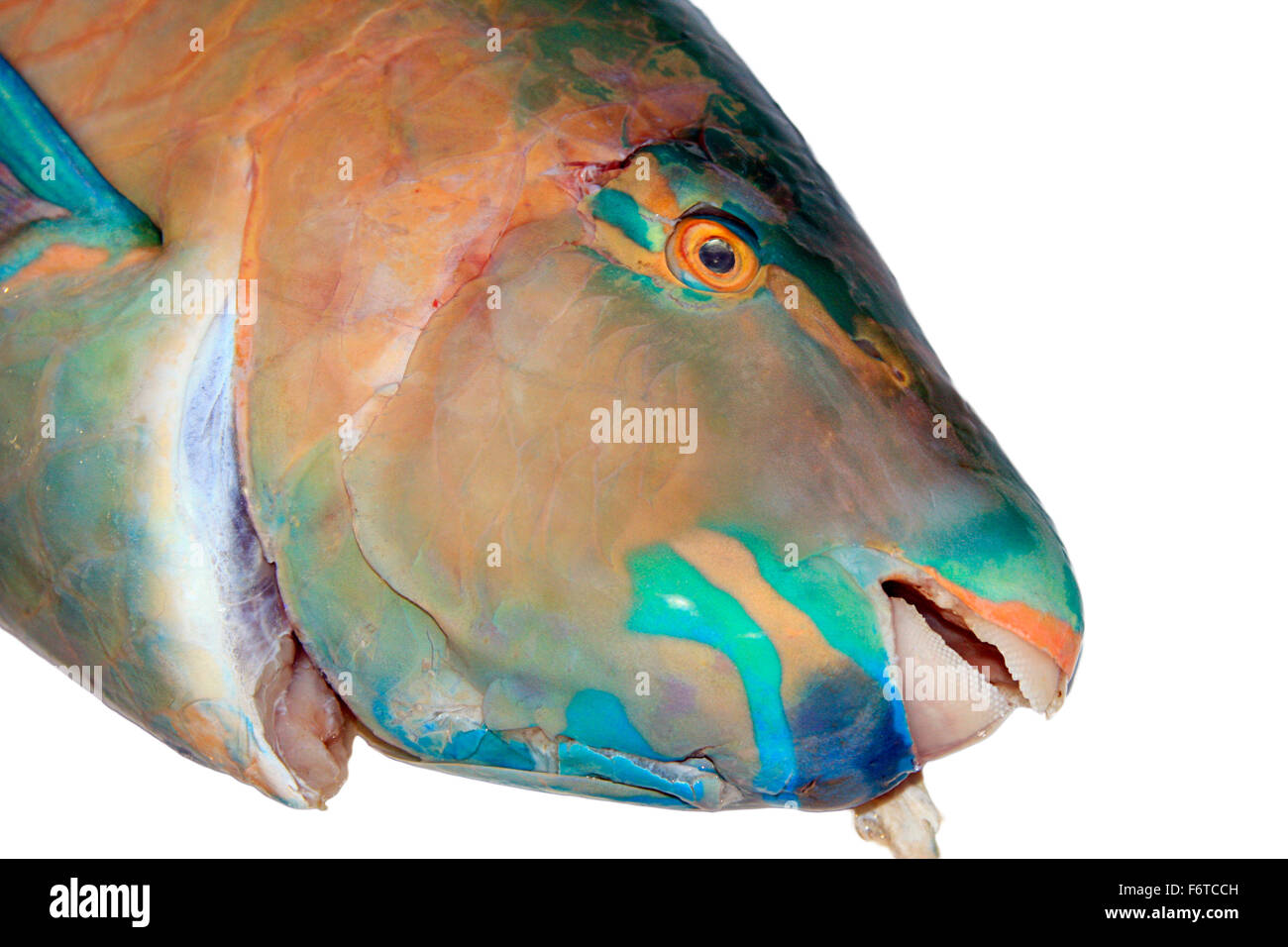 Parrot fish hi-res stock photography and images - Alamy