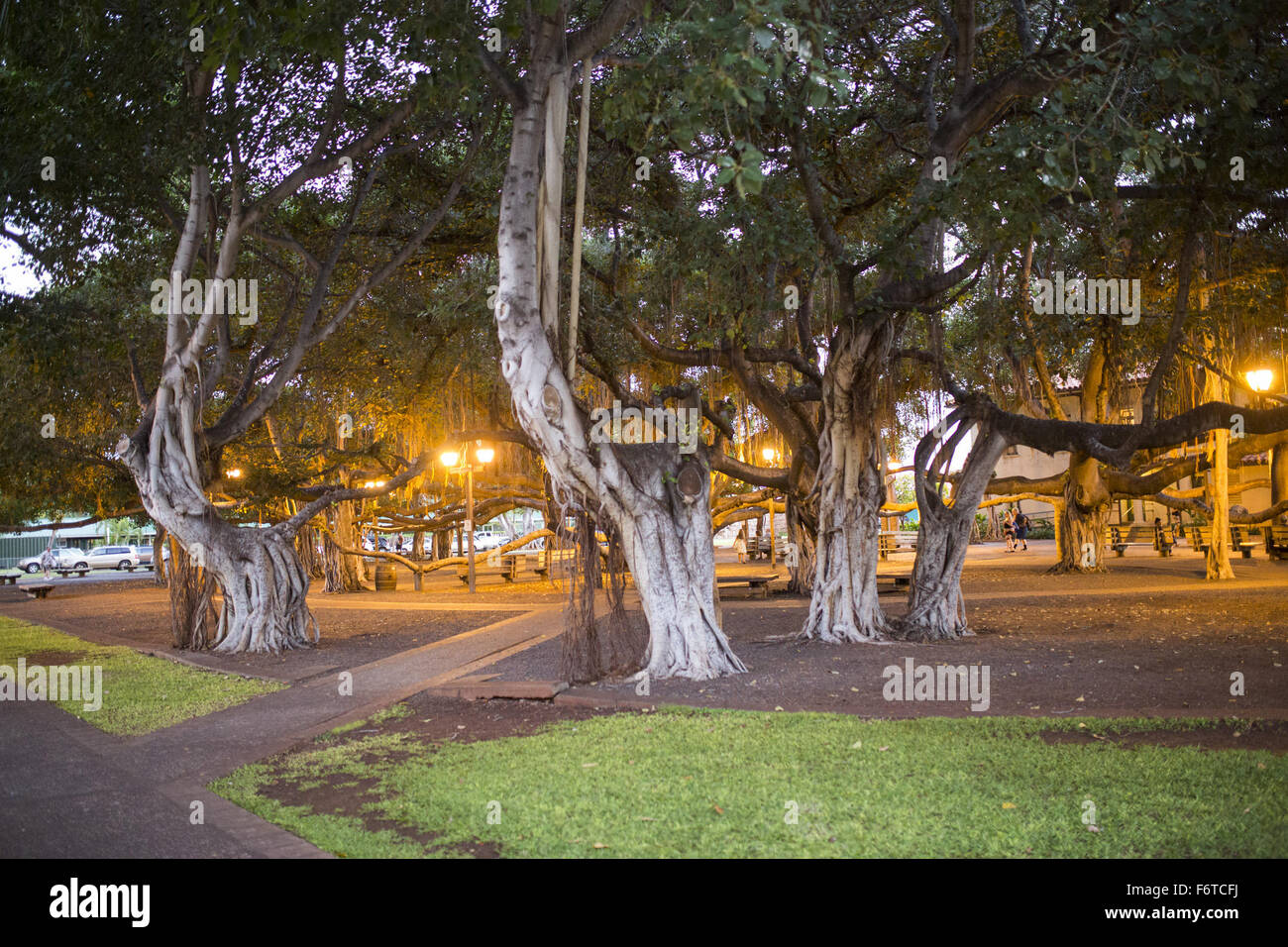 Lahaina banyan tree hi-res stock photography and images - Alamy