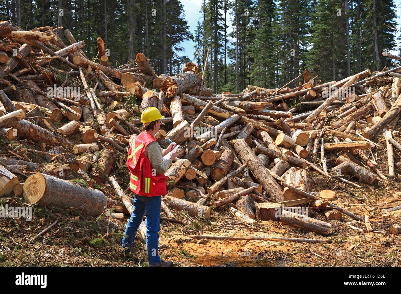 Forest worker examining beetle kill cutblock, Smithers, British ...