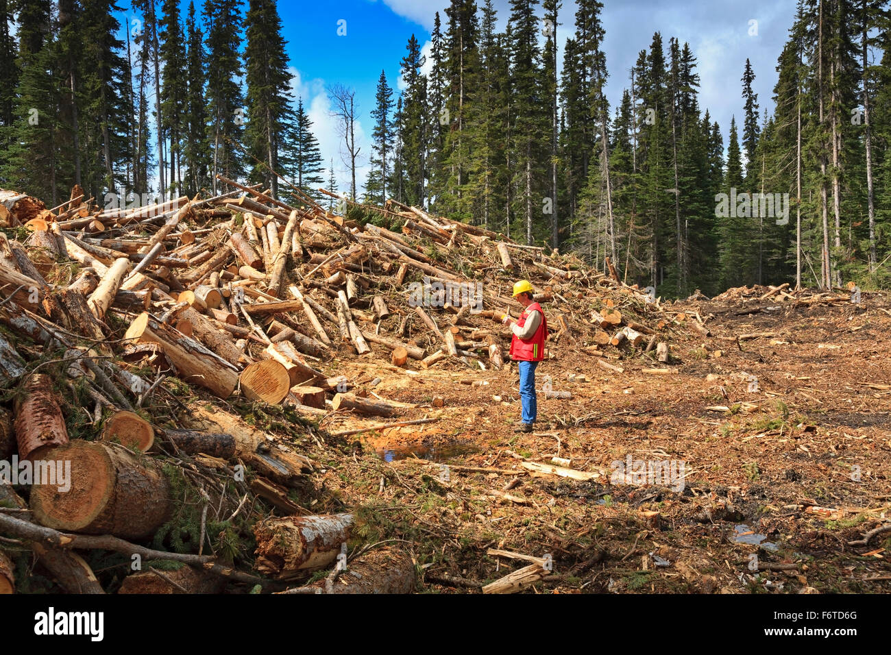 Forest worker examining beetle kill cutblock, Smithers, British ...