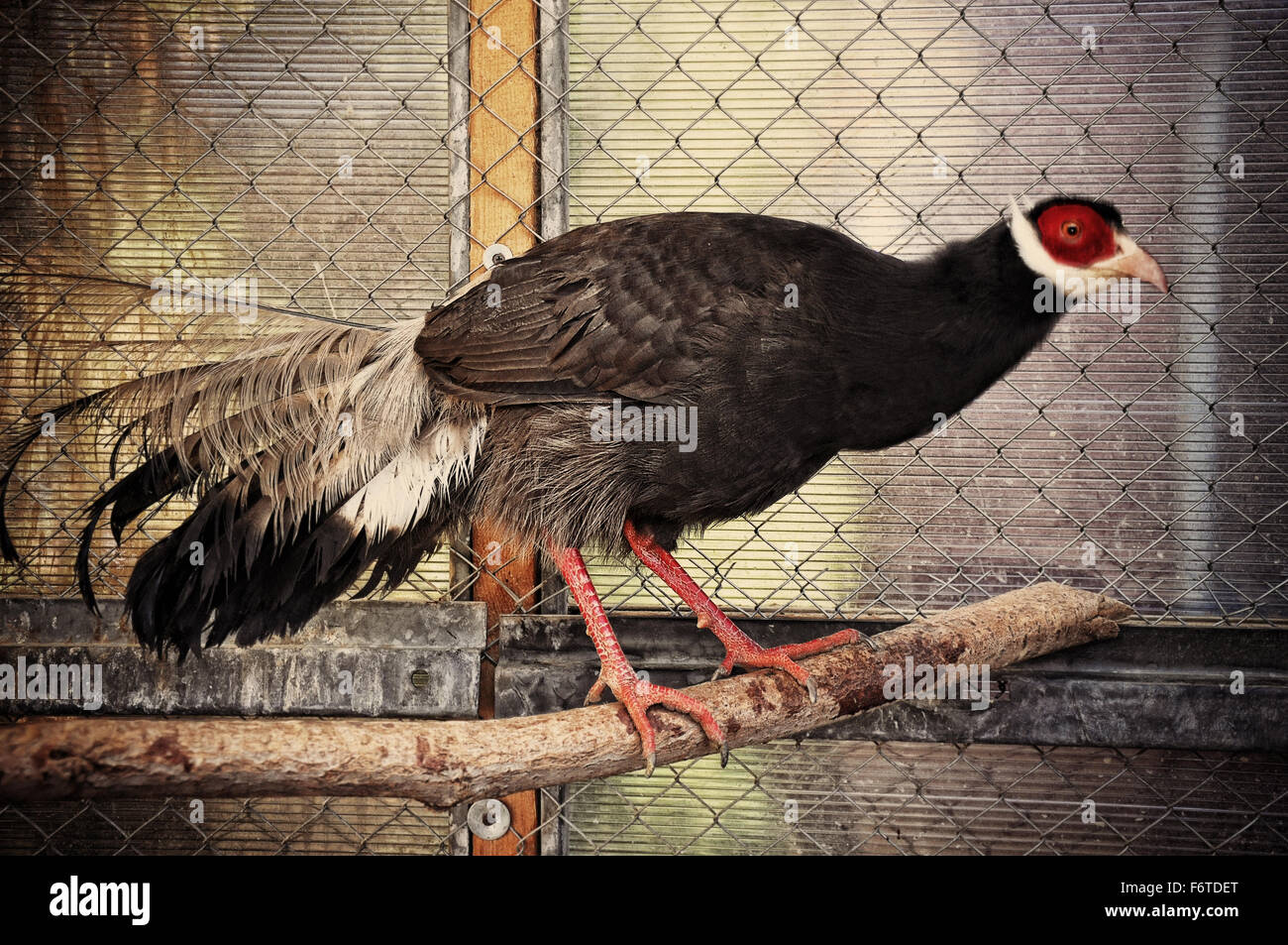 pheasant at the cage Stock Photo - Alamy