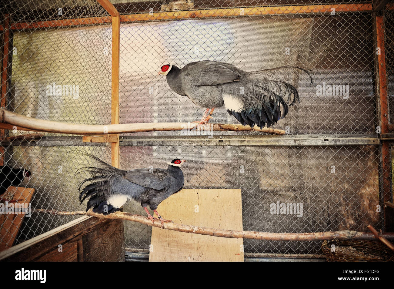 pheasant at the cage Stock Photo - Alamy