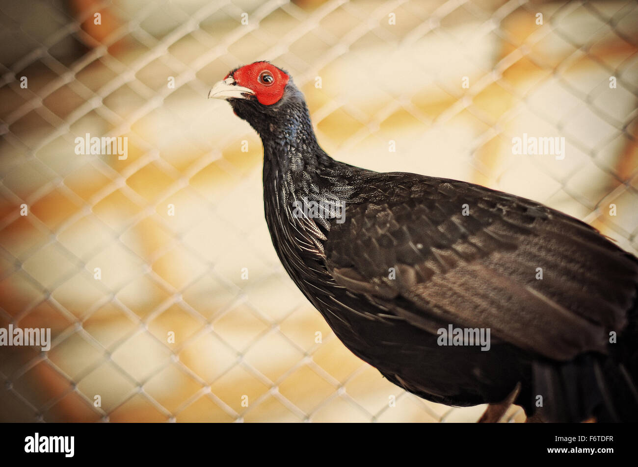 pheasant at the cage Stock Photo - Alamy