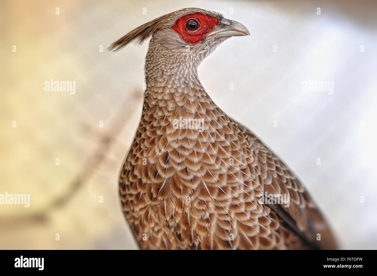 pheasant at the cage Stock Photo - Alamy