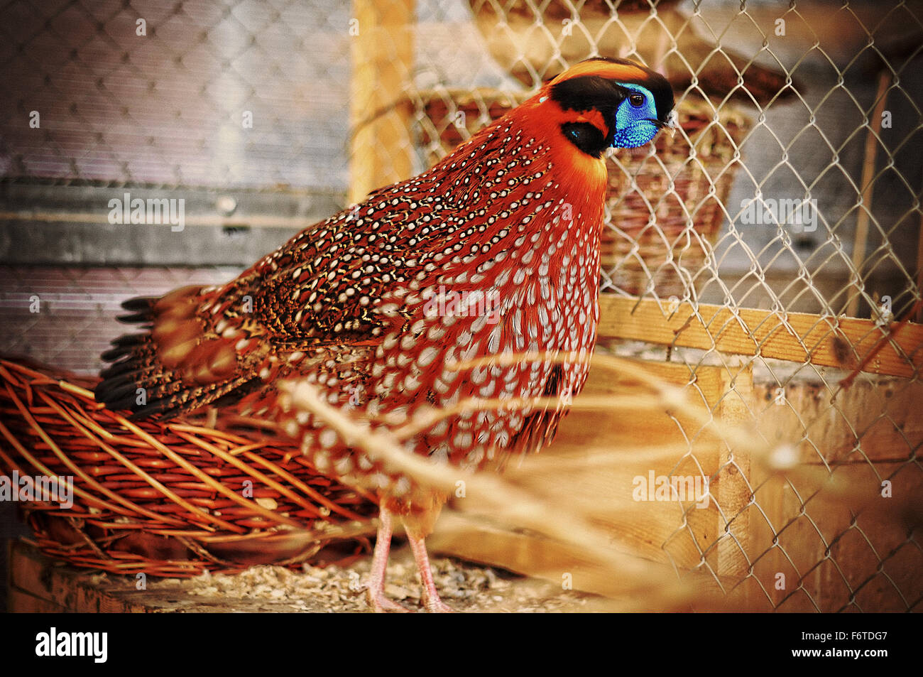 pheasant at the cage Stock Photo - Alamy