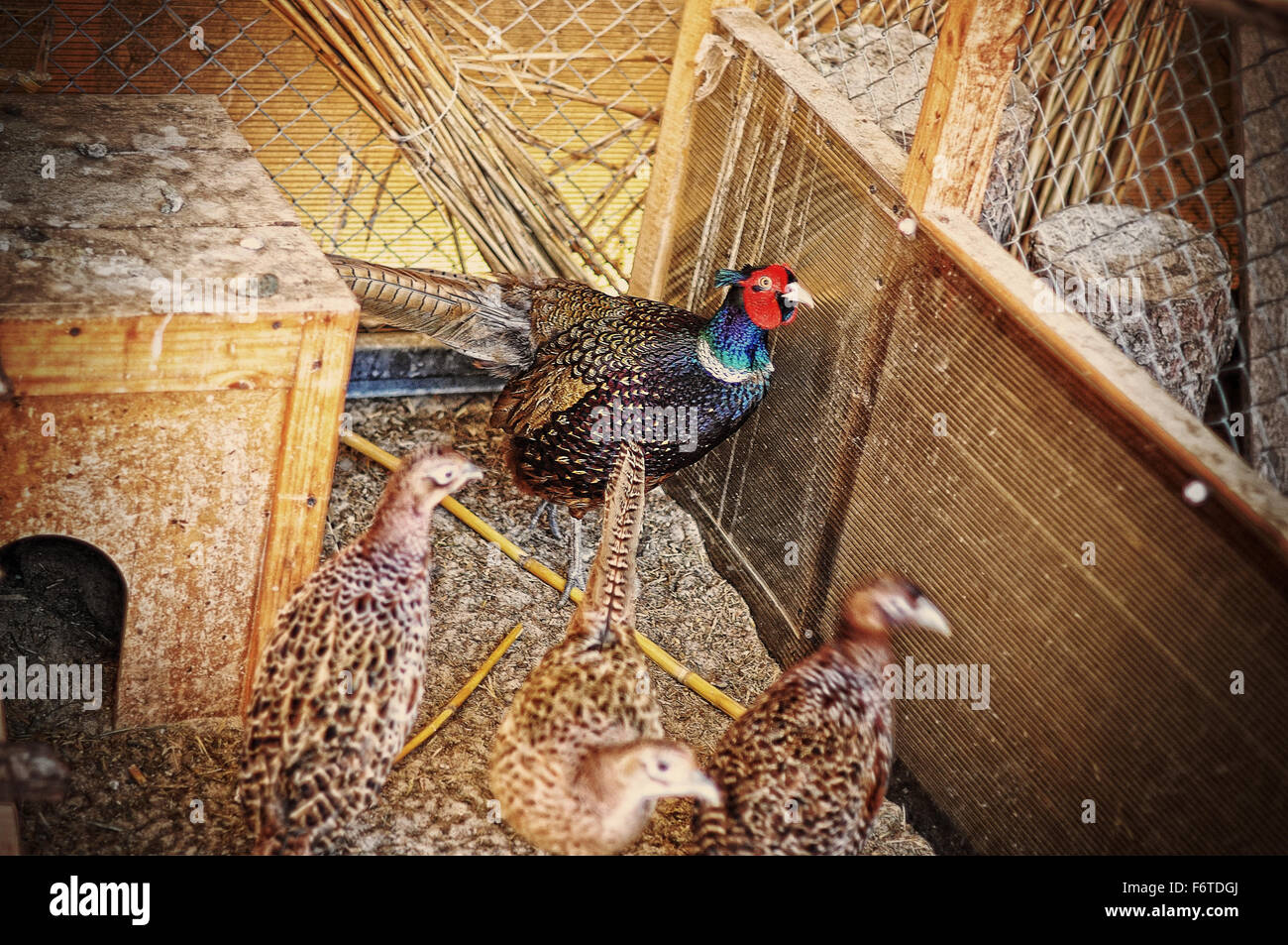 pheasant at the cage Stock Photo - Alamy