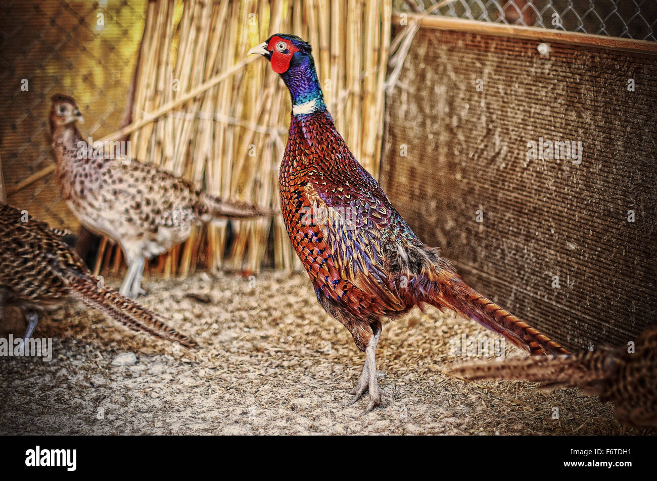 pheasant at the cage Stock Photo - Alamy