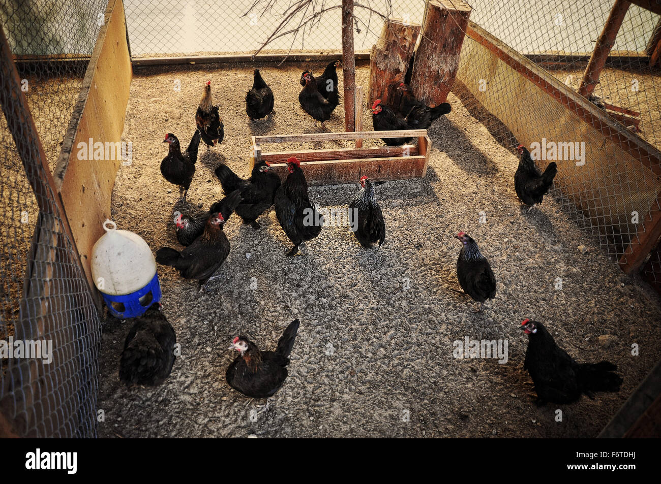 Chickens and roosters at cage Stock Photo - Alamy