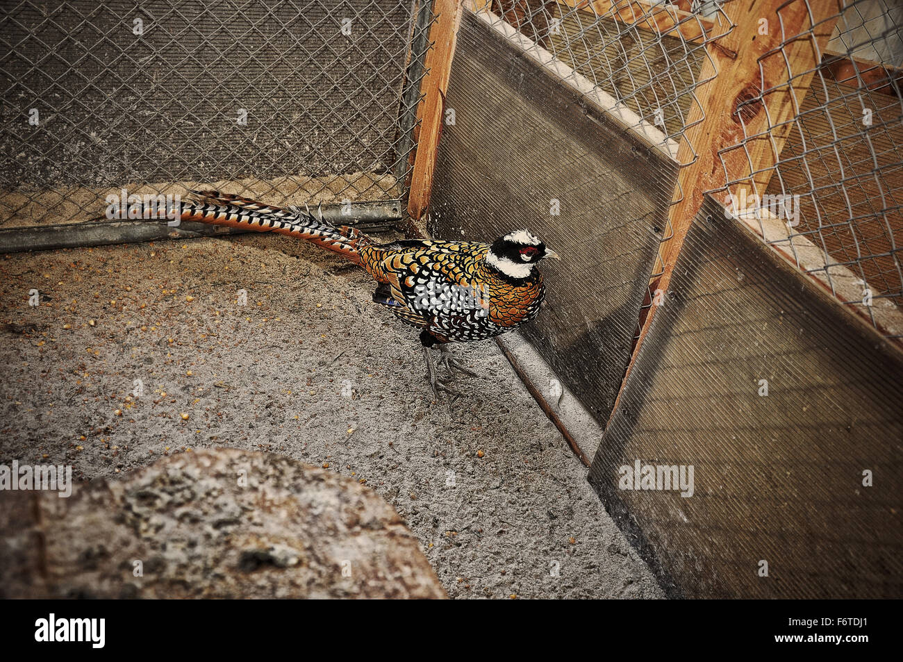 pheasant at the cage Stock Photo - Alamy