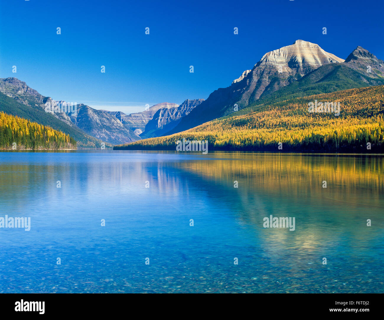 fall colors and peaks above bowman lake in glacier national park near ...