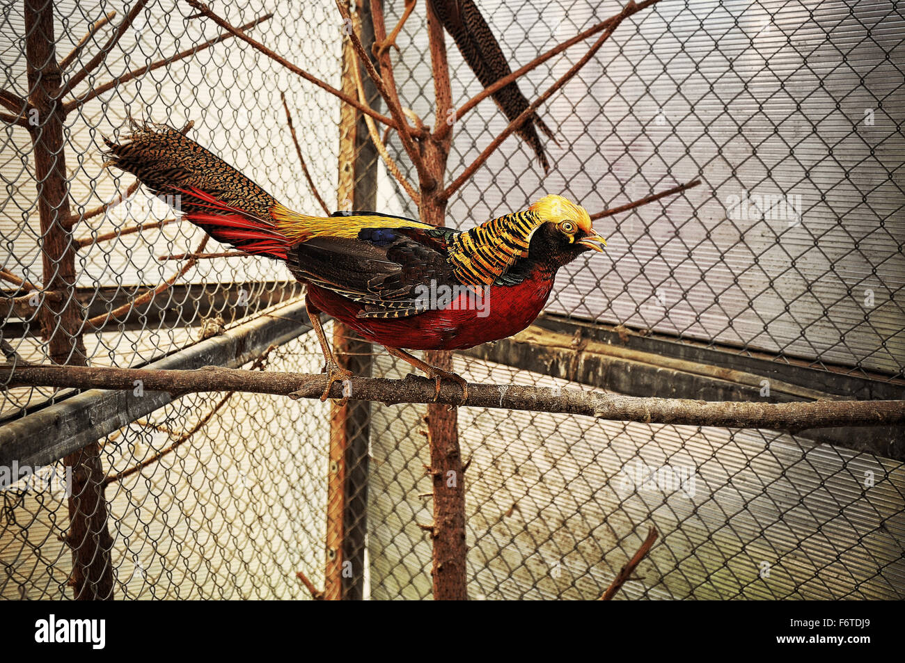 pheasant at the cage Stock Photo - Alamy