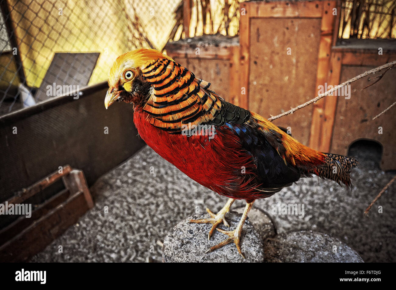 pheasant at the cage Stock Photo - Alamy