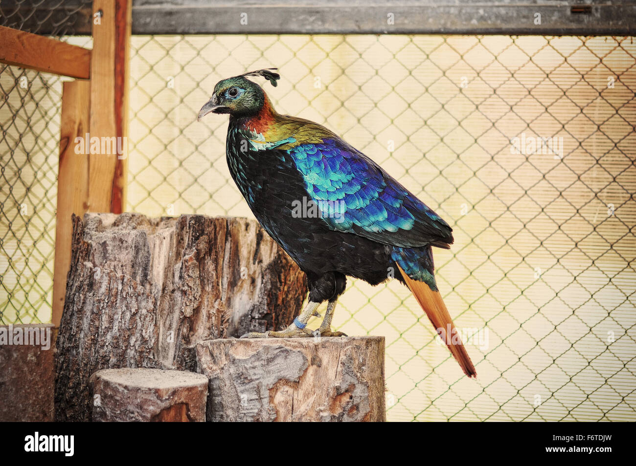 pheasant at the cage Stock Photo - Alamy