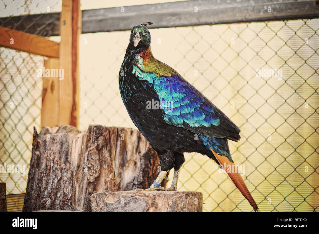 pheasant at the cage Stock Photo - Alamy