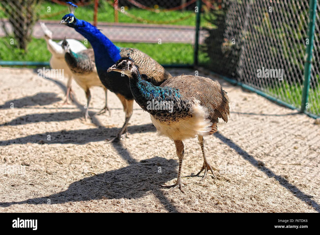 pheasant at the cage Stock Photo - Alamy