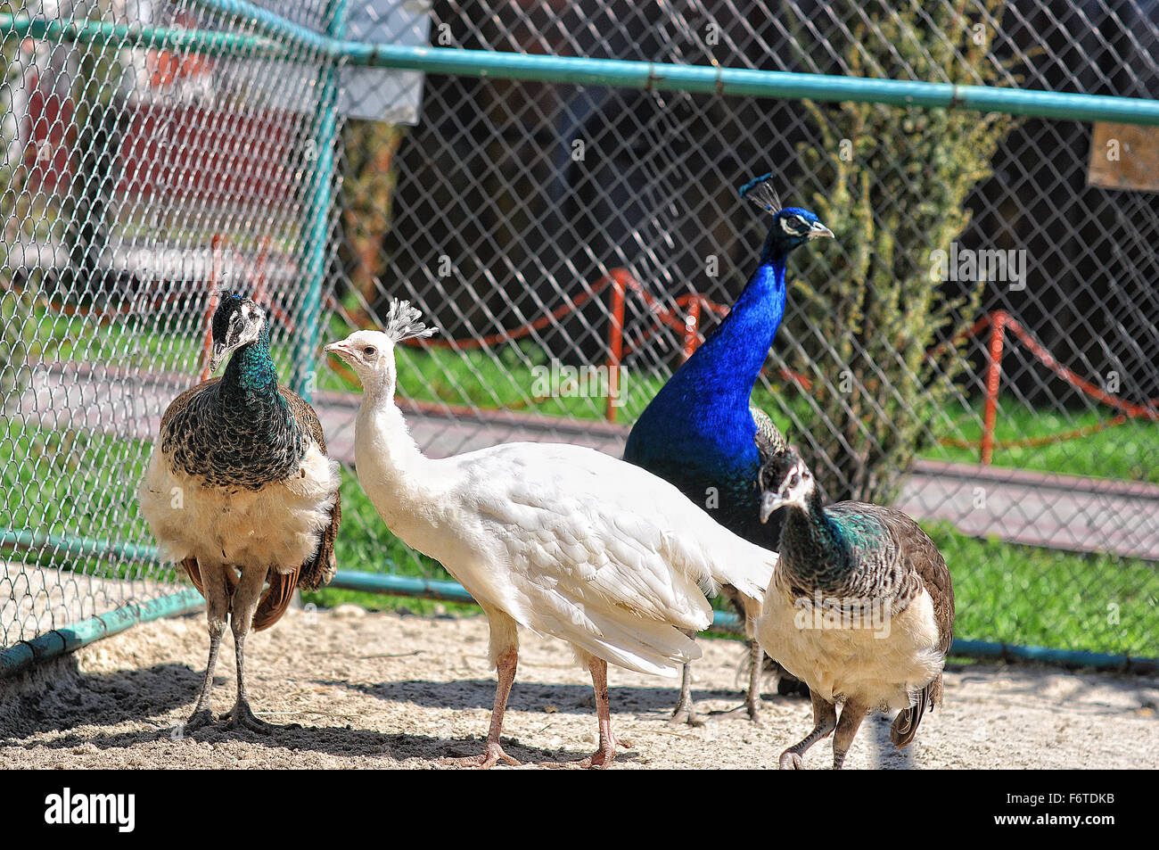 pheasant at the cage Stock Photo - Alamy