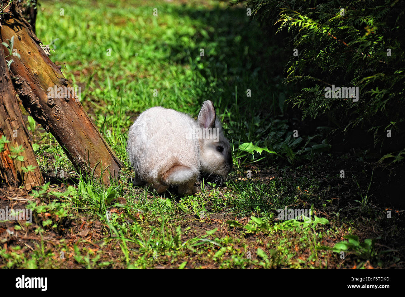 little white rabbit on green grass Stock Photo - Alamy