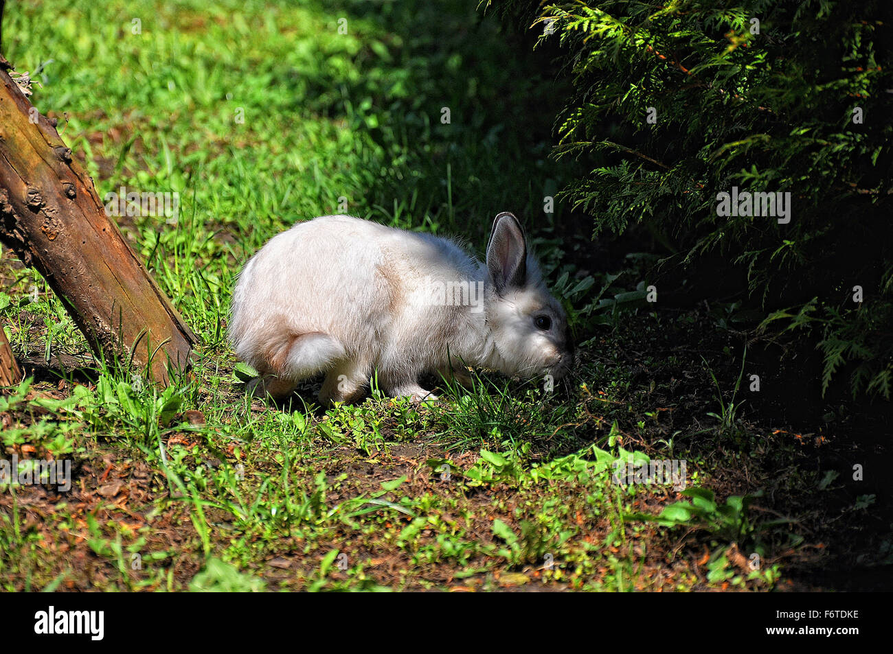 little white rabbit on green grass Stock Photo - Alamy