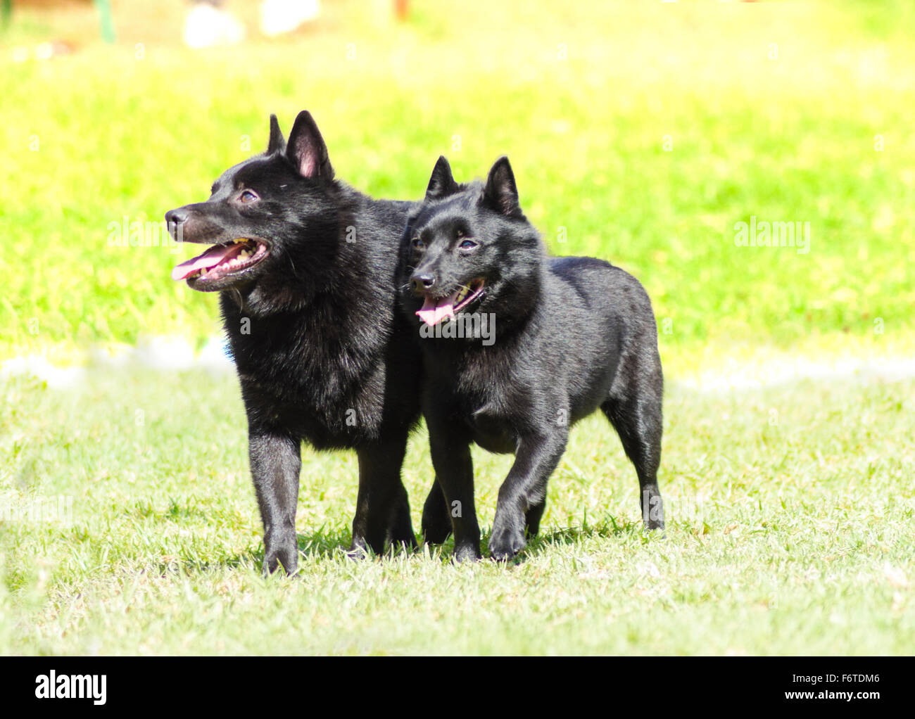 Two young, healthy, beautiful, black Schipperke dogs walking on the ...