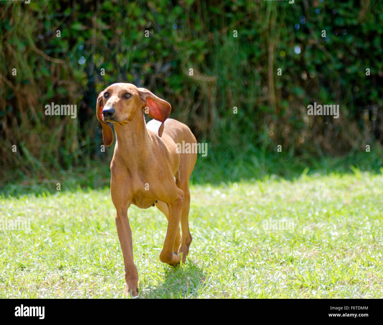 Segugio hi-res stock photography and images - Alamy