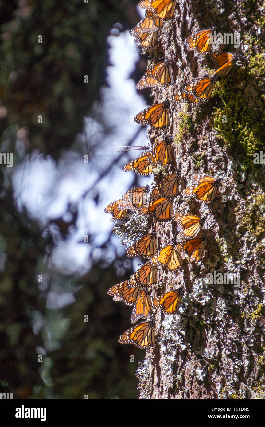 Monarch butterfly on tree trunk hi-res stock photography and images - Alamy