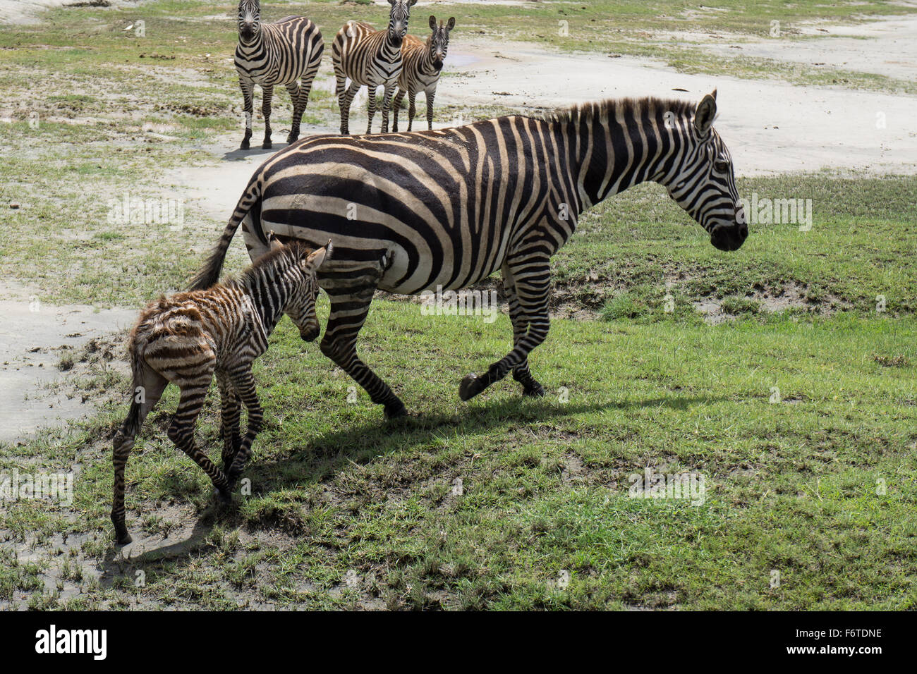 New born baby zebra with its mother in Ngorongoo Crater, Tanzania ...