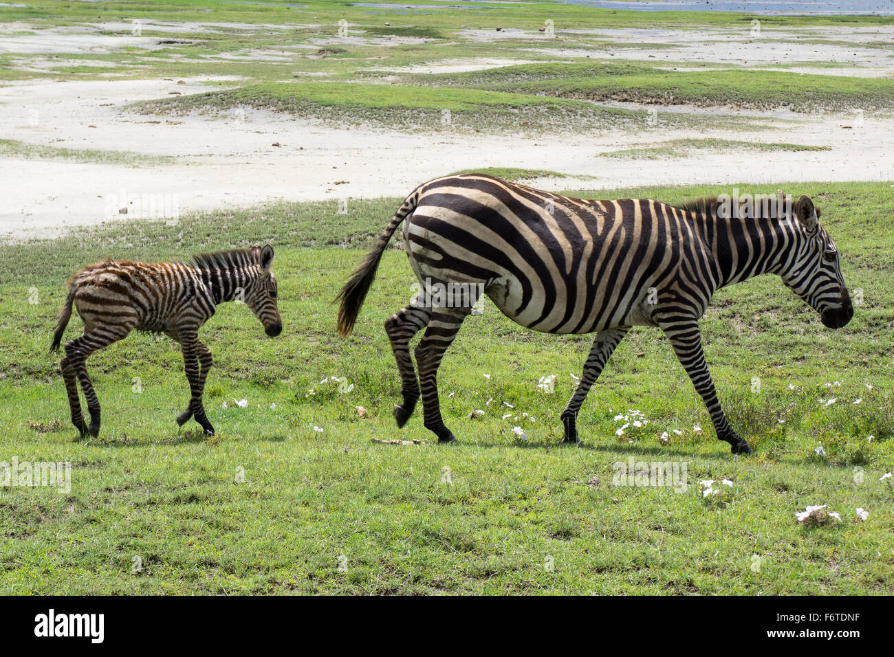 New born baby zebra with its mother in Ngorongoo Crater, Tanzania ...