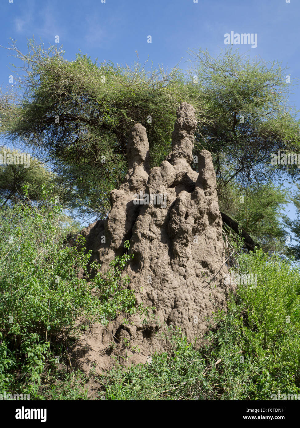 Termite mound in Serengeti National Park, Tanzania, Africa Stock Photo ...
