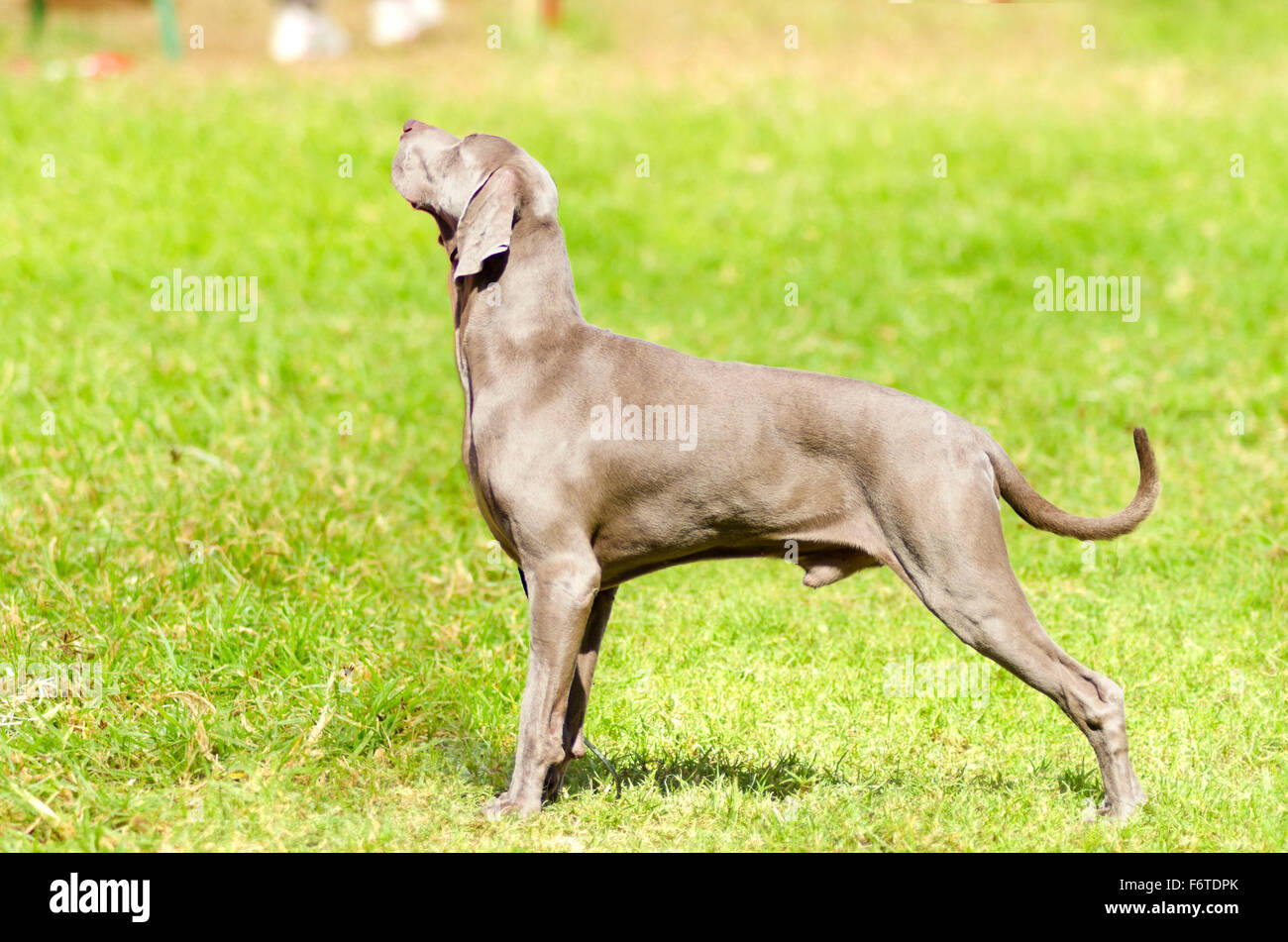 A young, beautiful, silver blue gray Weimaraner dog standing on the ...