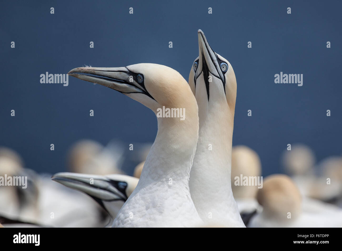 Northern gannet feather in hi-res stock photography and images - Alamy