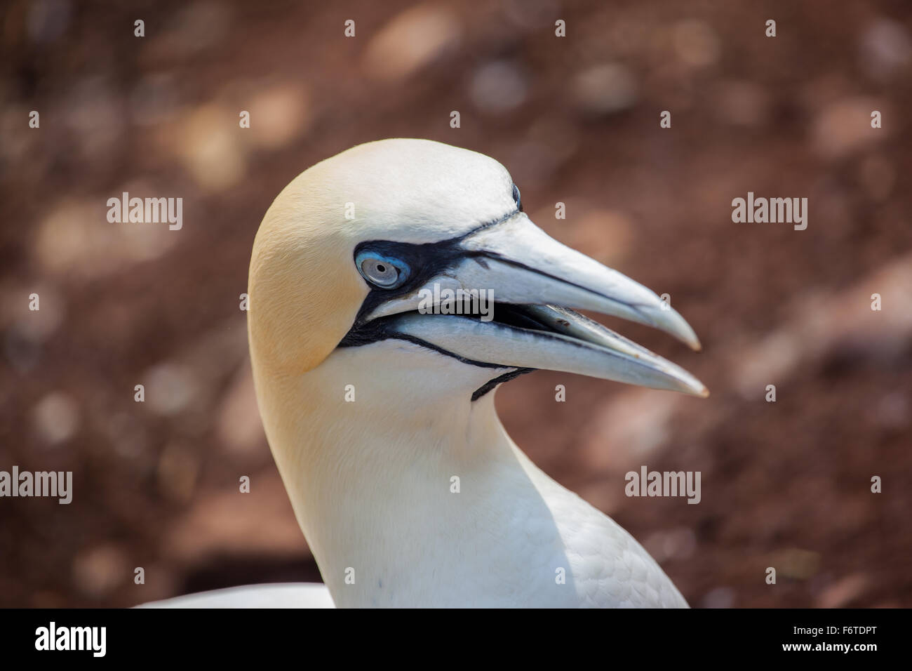 Head of Northern Gannet in Bonaventure Island, Perce, Gaspe, Quebec ...