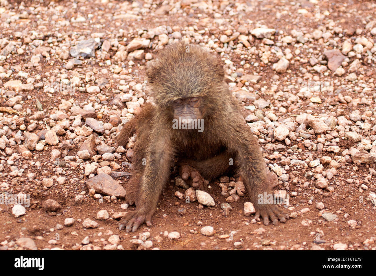 African Baby Baboon