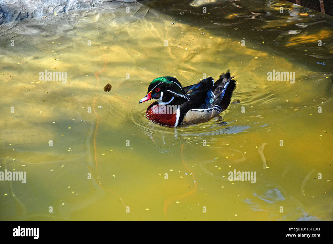 Mandarin duck at water Stock Photo - Alamy