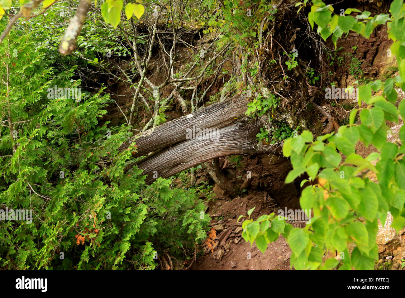 Exposed tree roots on a hiking trail on Grand Island in Michigan's ...